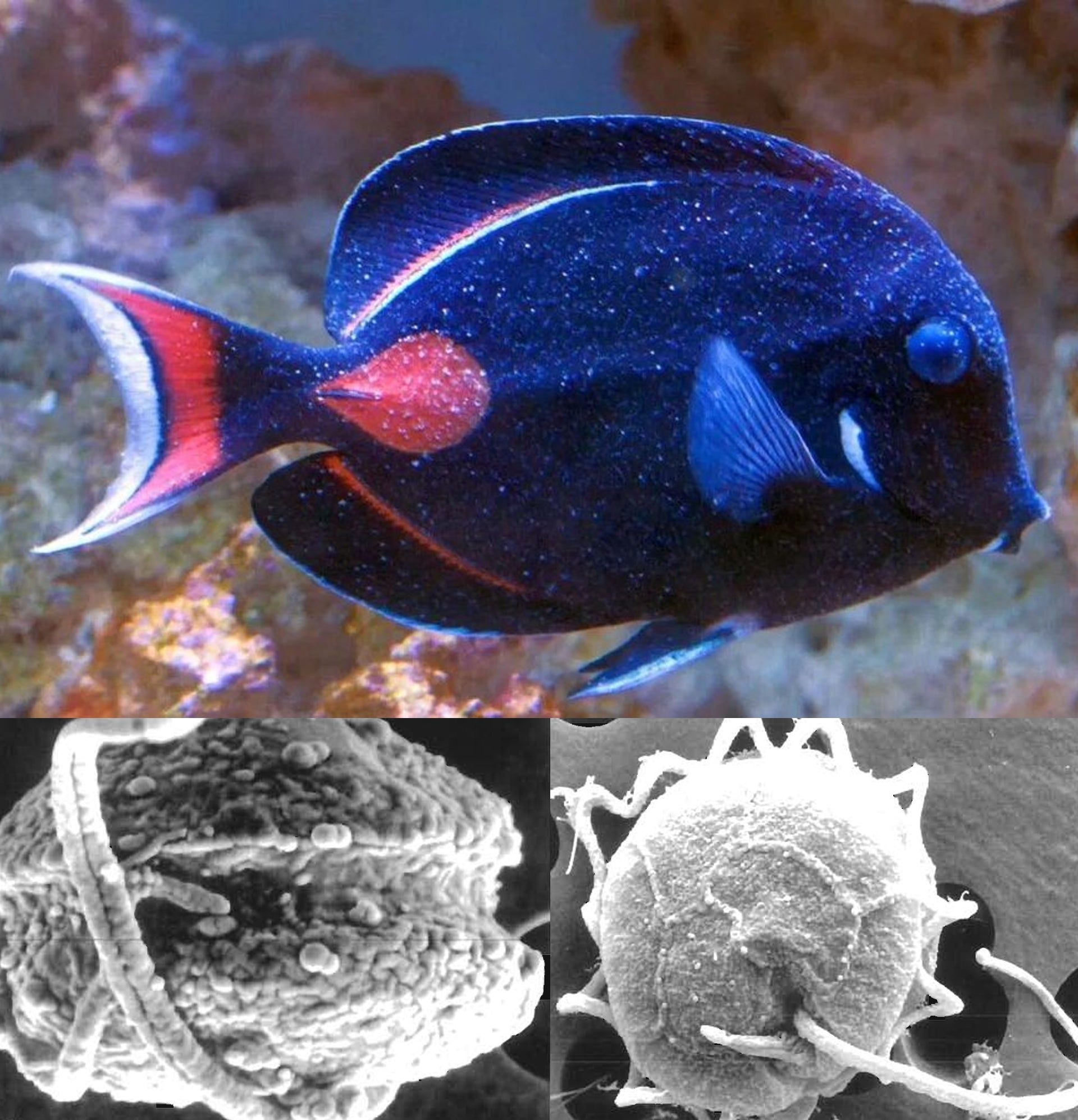 P3 DNA Aquarium Test – Detect Pathogens, Parasites & Pests | REEFLABS